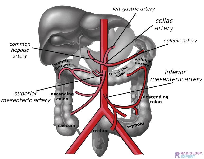 CT abdomen general